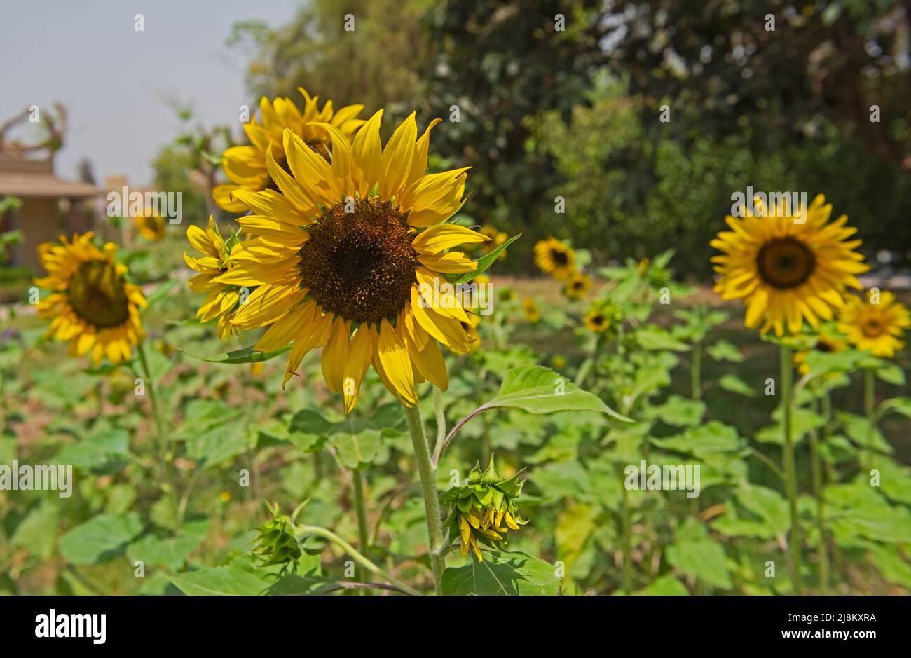 Sunflower hellanthus annuus hi-res stock photography and images - Alamy
