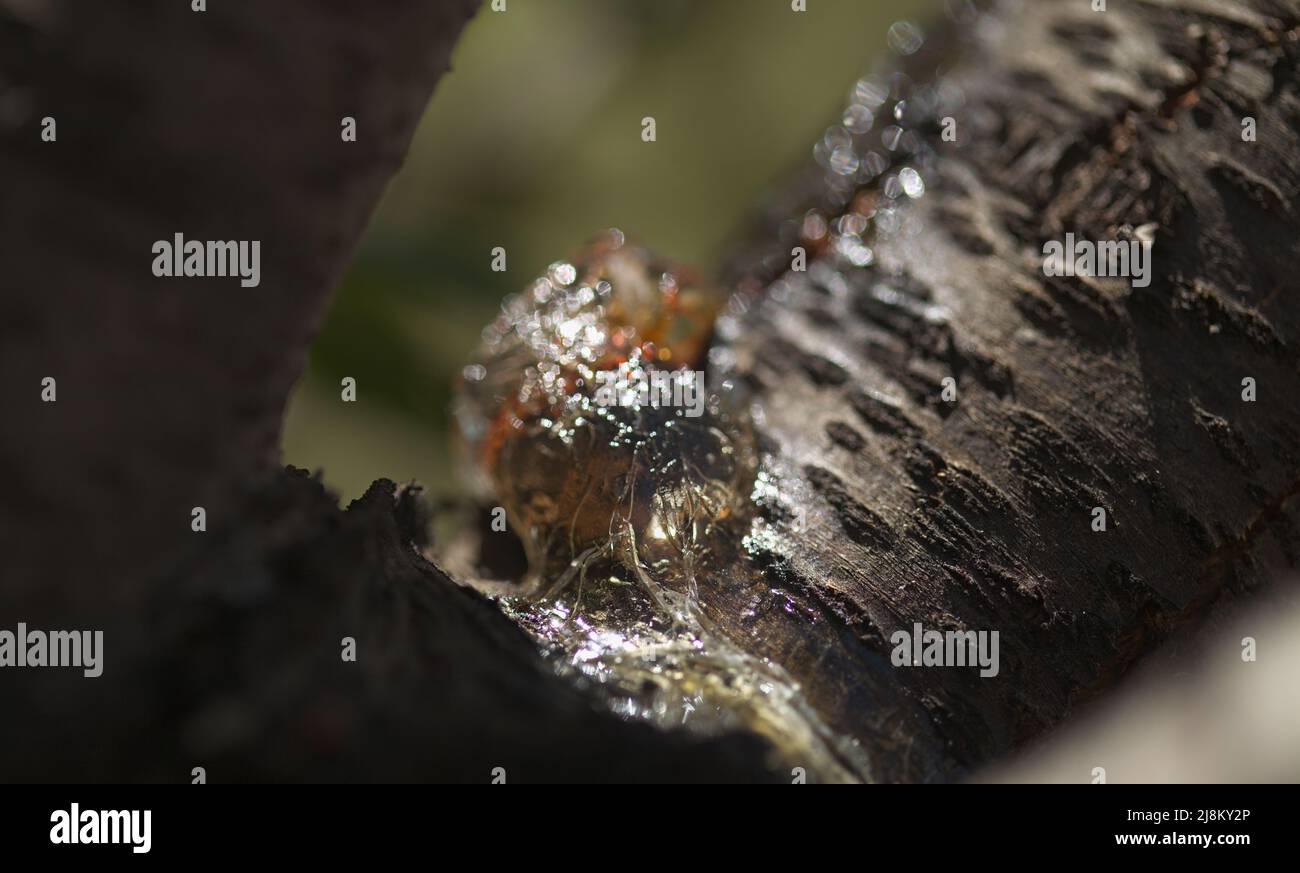 Barck hi-res stock photography and images - Alamy