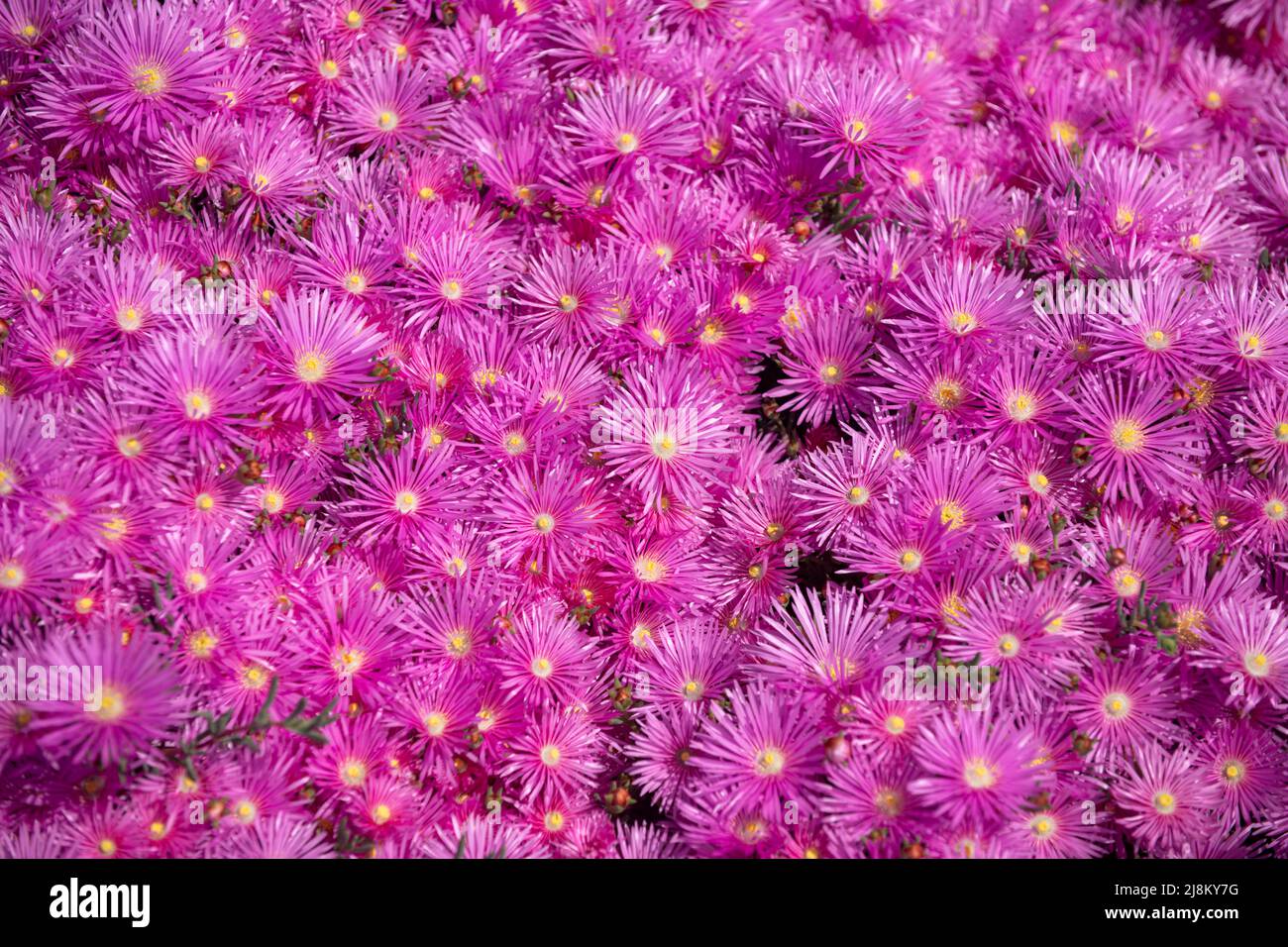 Pink asters blossoms in the garden, pink daisies texture. Violet ...