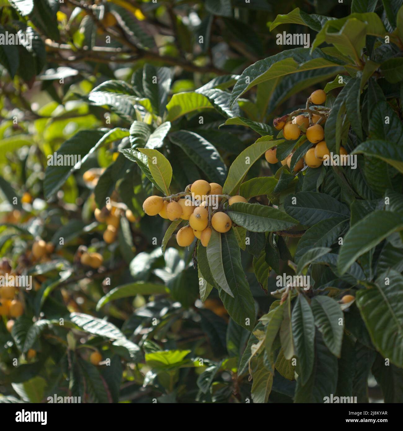 Nispero tree hi-res stock photography and images - Alamy