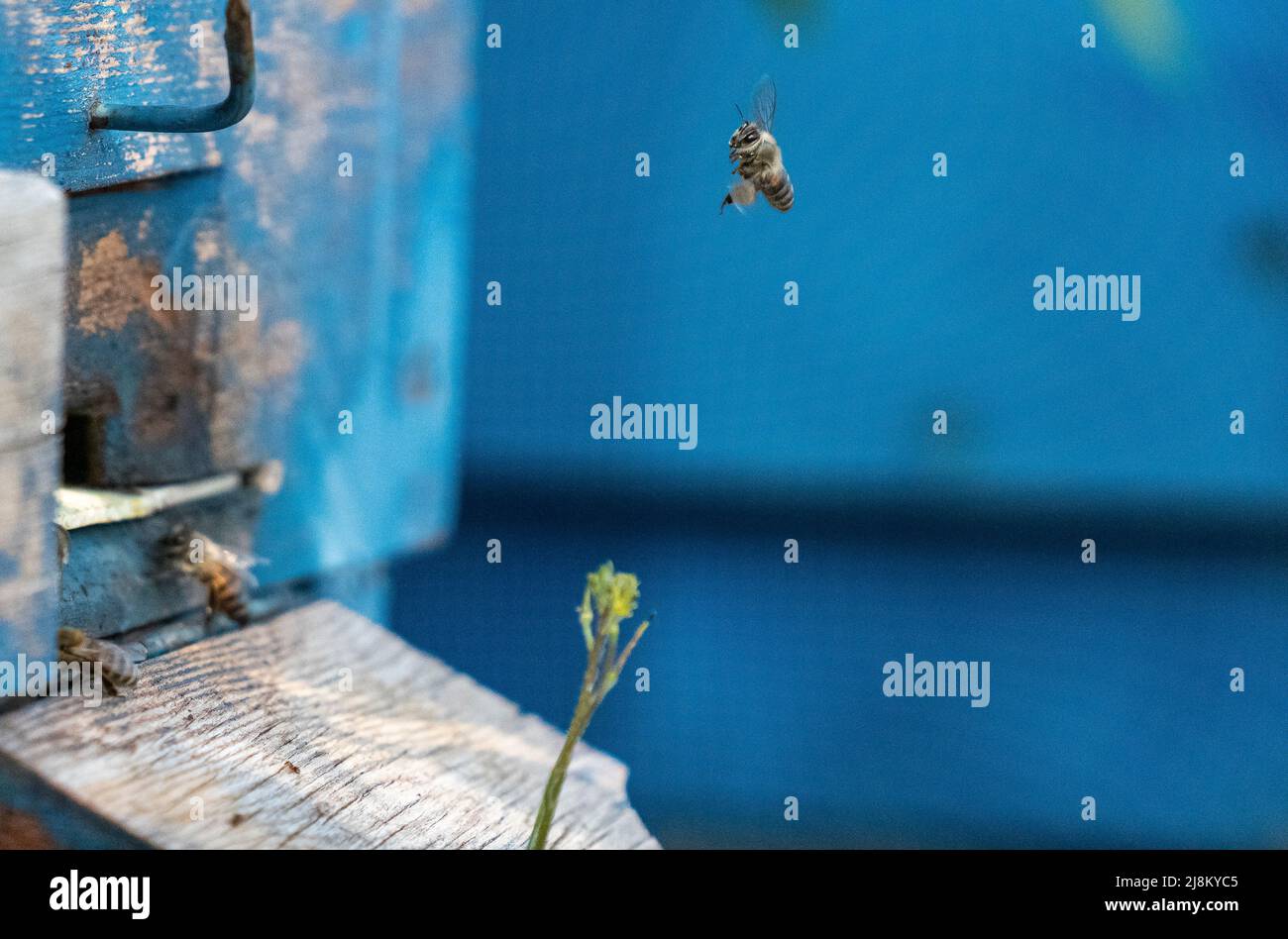 Selective focus shot in mid-air of a bee gliding to enter the beehive ...