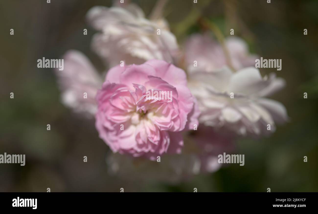 flowering old fashioned pink climbing cabbage rose macro floral ...