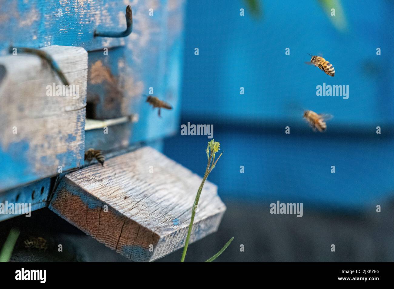 Selective focus shot of bees gliding through the air to enter the ...