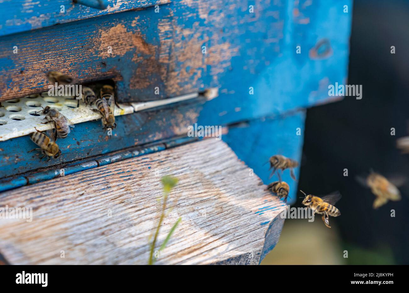 Selective focus shot of bees flying into blue hive Stock Photo - Alamy