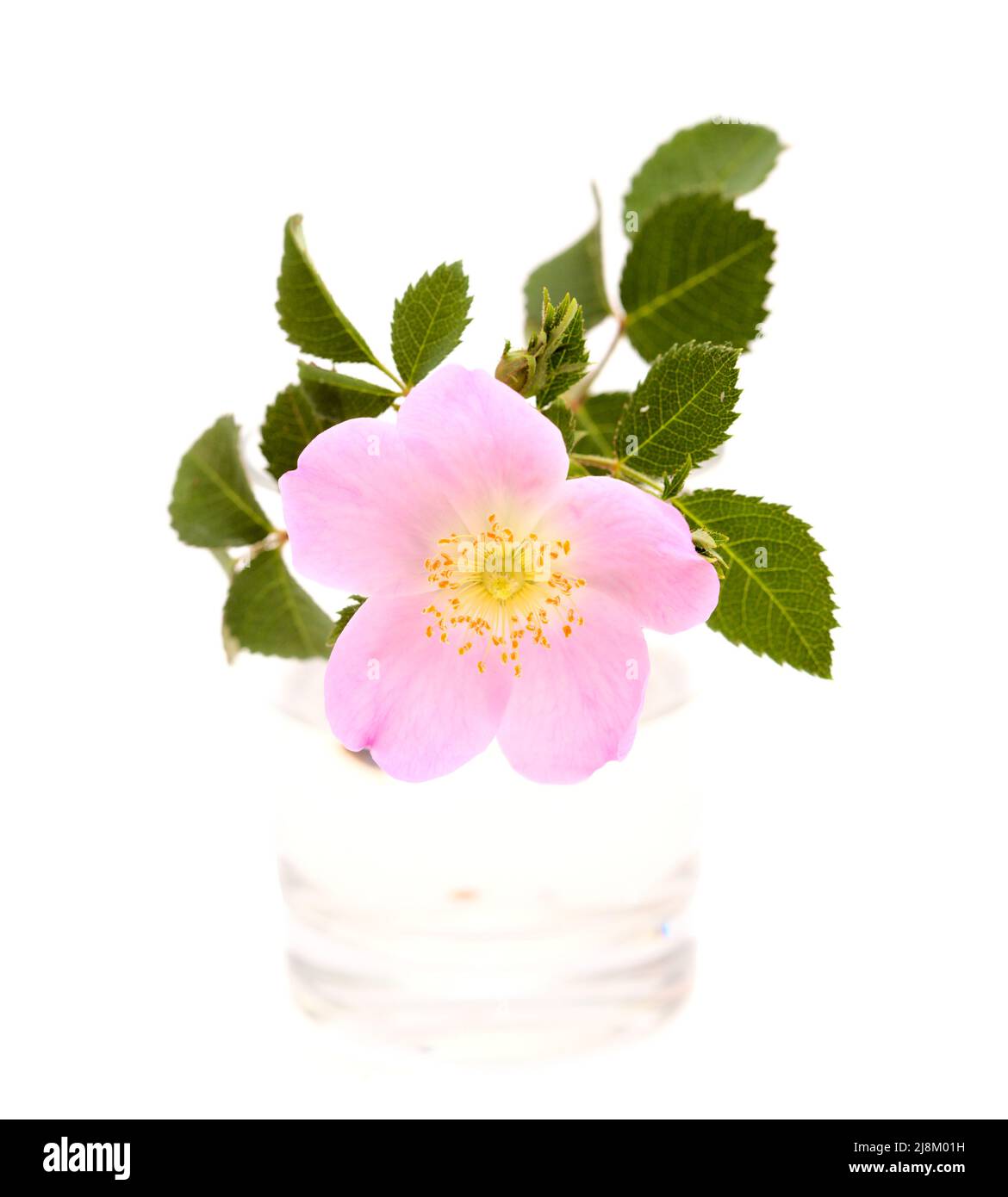 Rosa canina dog Cut Out Stock Images & Pictures - Alamy