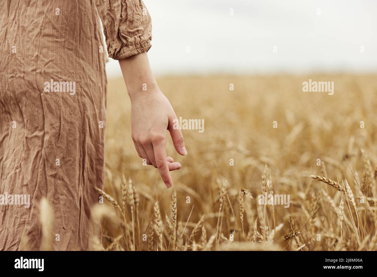 Female hands wheat spikelets barley hi-res stock photography and images ...