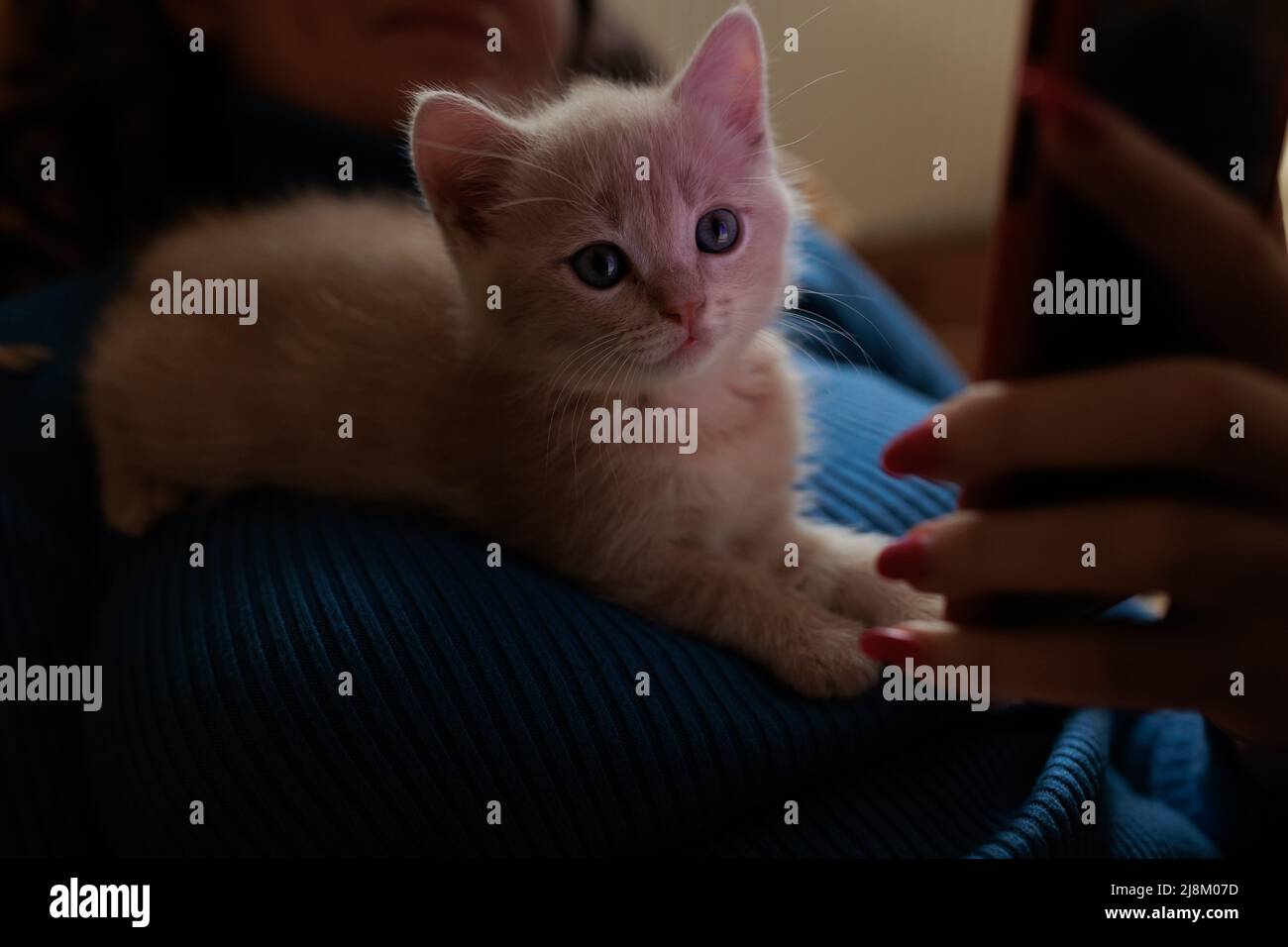 Human watching cat video hi-res stock photography and images - Alamy