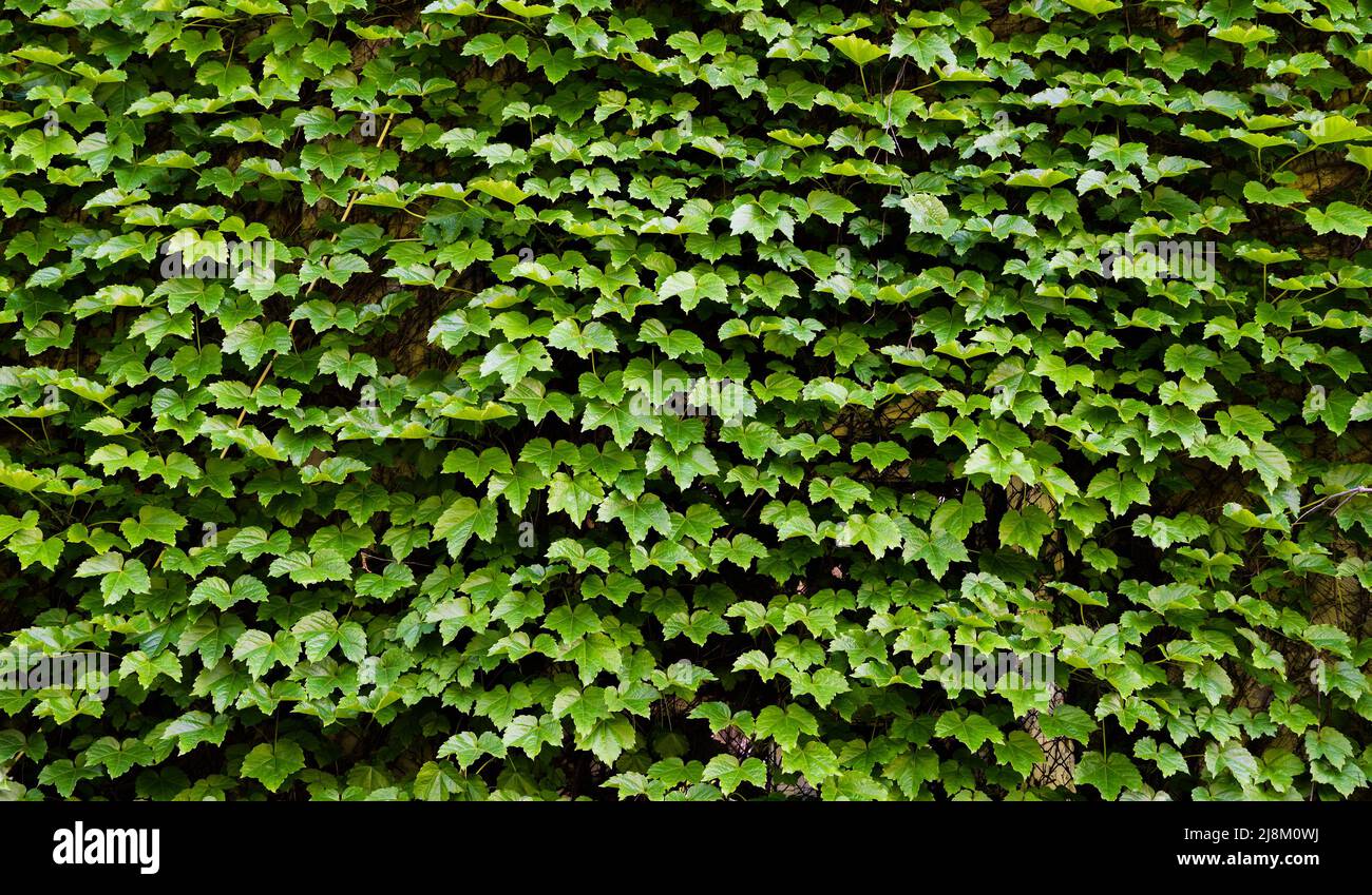 Ivy on the wall as natural background Stock Photo - Alamy