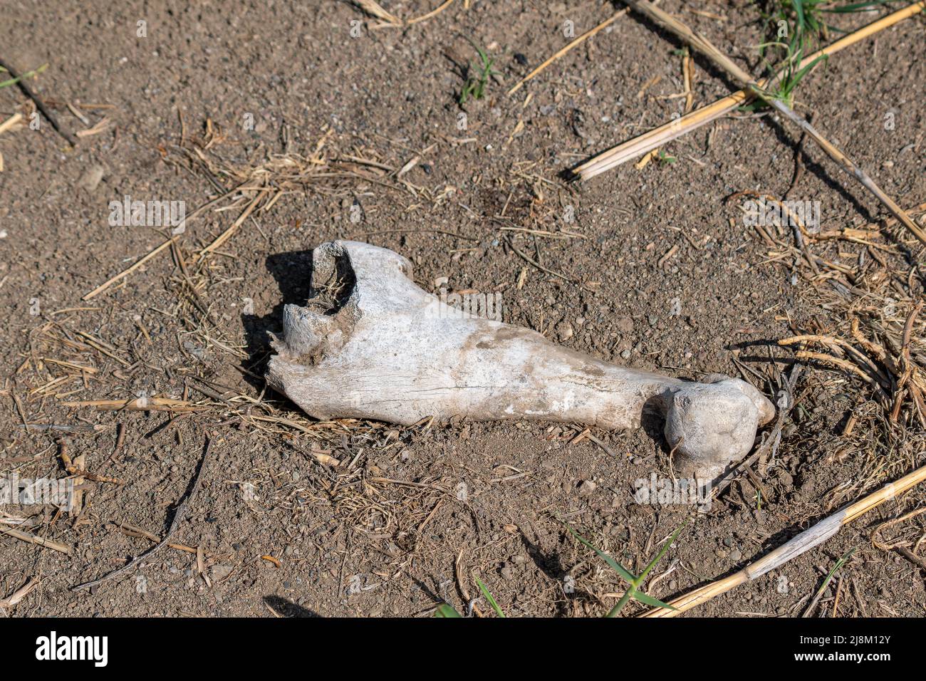 Selective focus shot of animal bone remains lying on the ground Stock ...