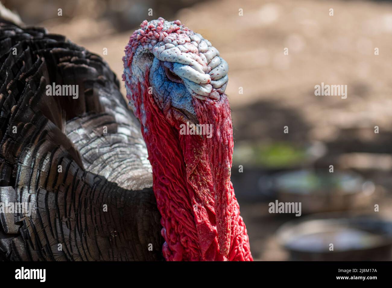 Close-up shot of head and part of body of male turkey, pink beak from ...