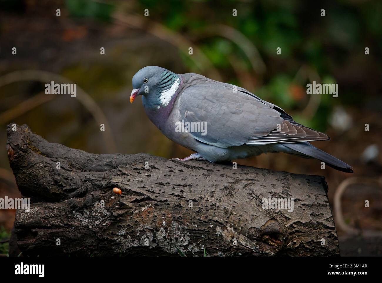 Male pigeon hi-res stock photography and images - Alamy