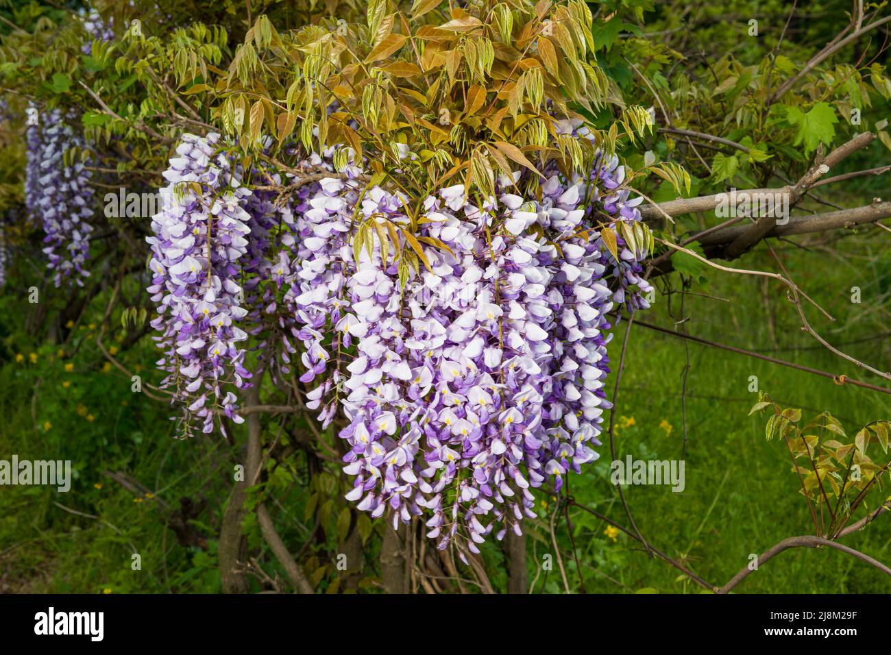 Spring pink flower Visteria in the garden Stock Photo - Alamy