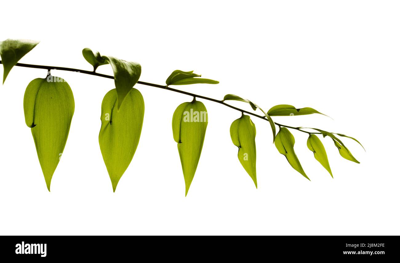 Native plant of madeira Cut Out Stock Images & Pictures - Alamy