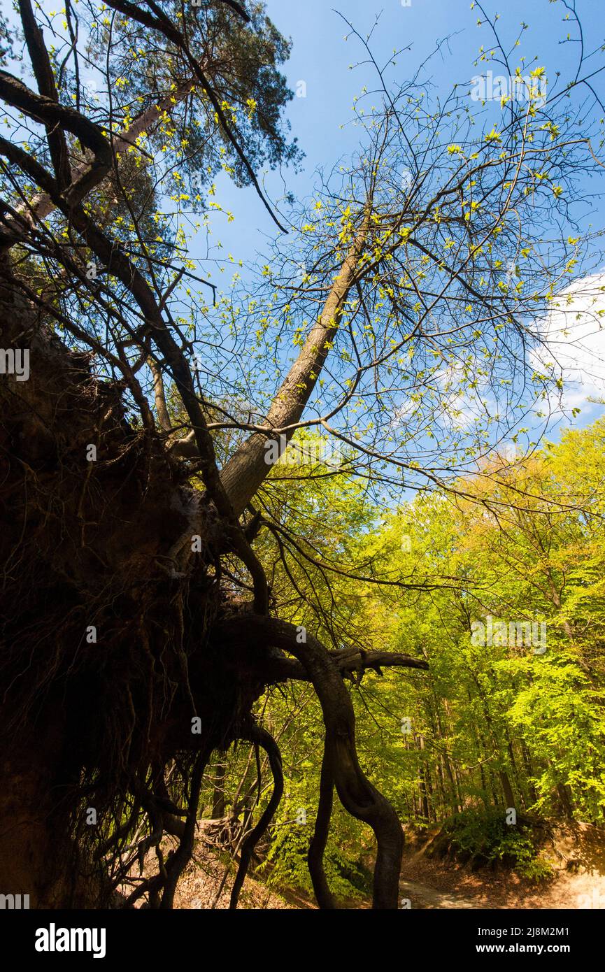 Sunlight is breaking through the leaf-filled canopies of the trees that ...