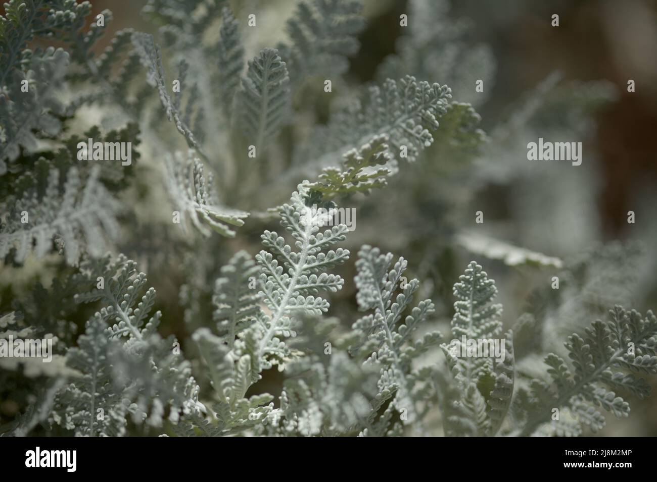 Flora of Gran Canaria - leaves of Gonospermum ptarmicaeflorum aka ...