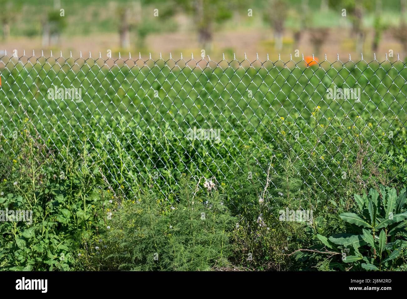 Close-up shot of selective focus of clovers appearing between fence ...