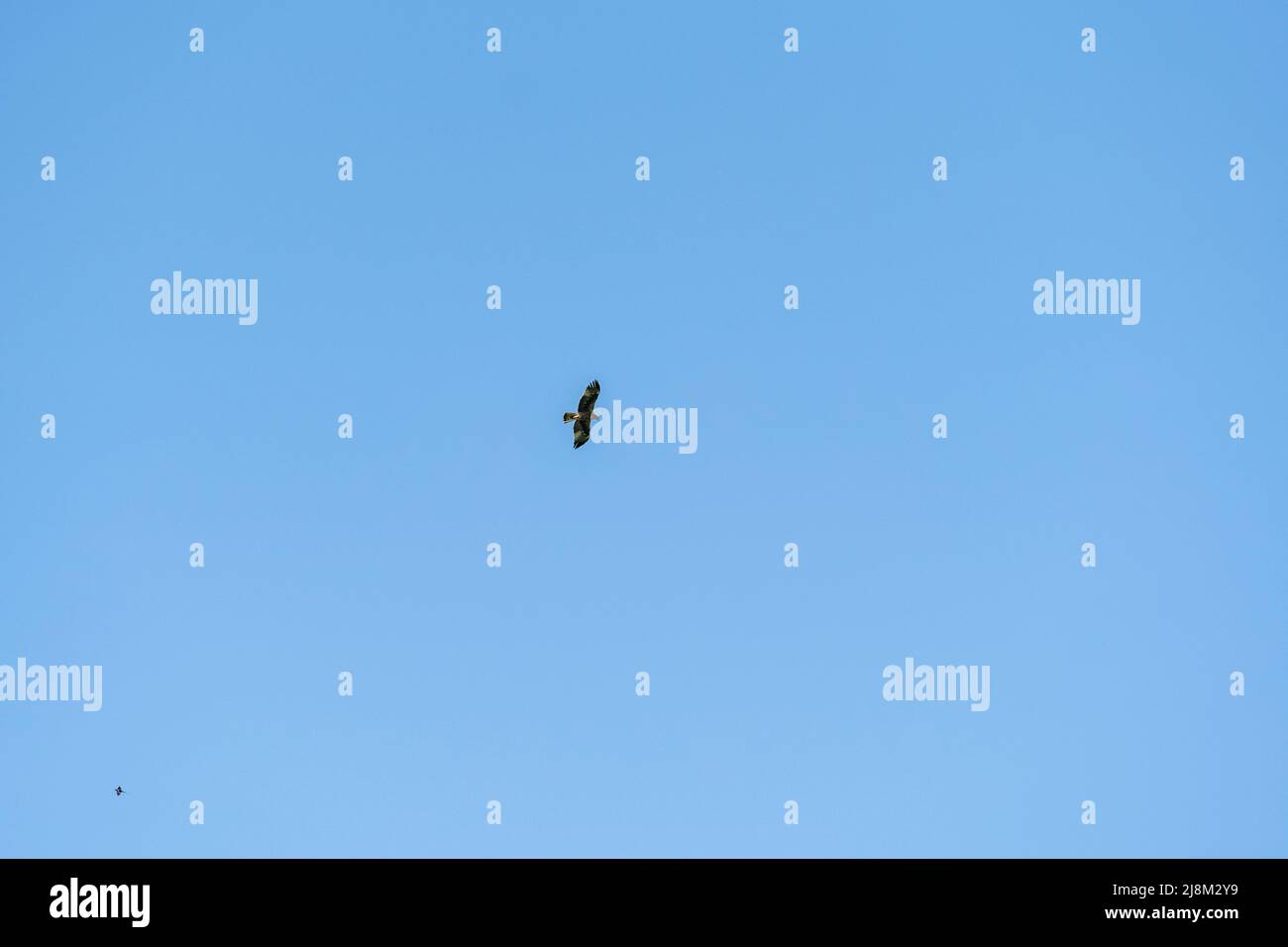 Opposite wing hi-res stock photography and images - Alamy