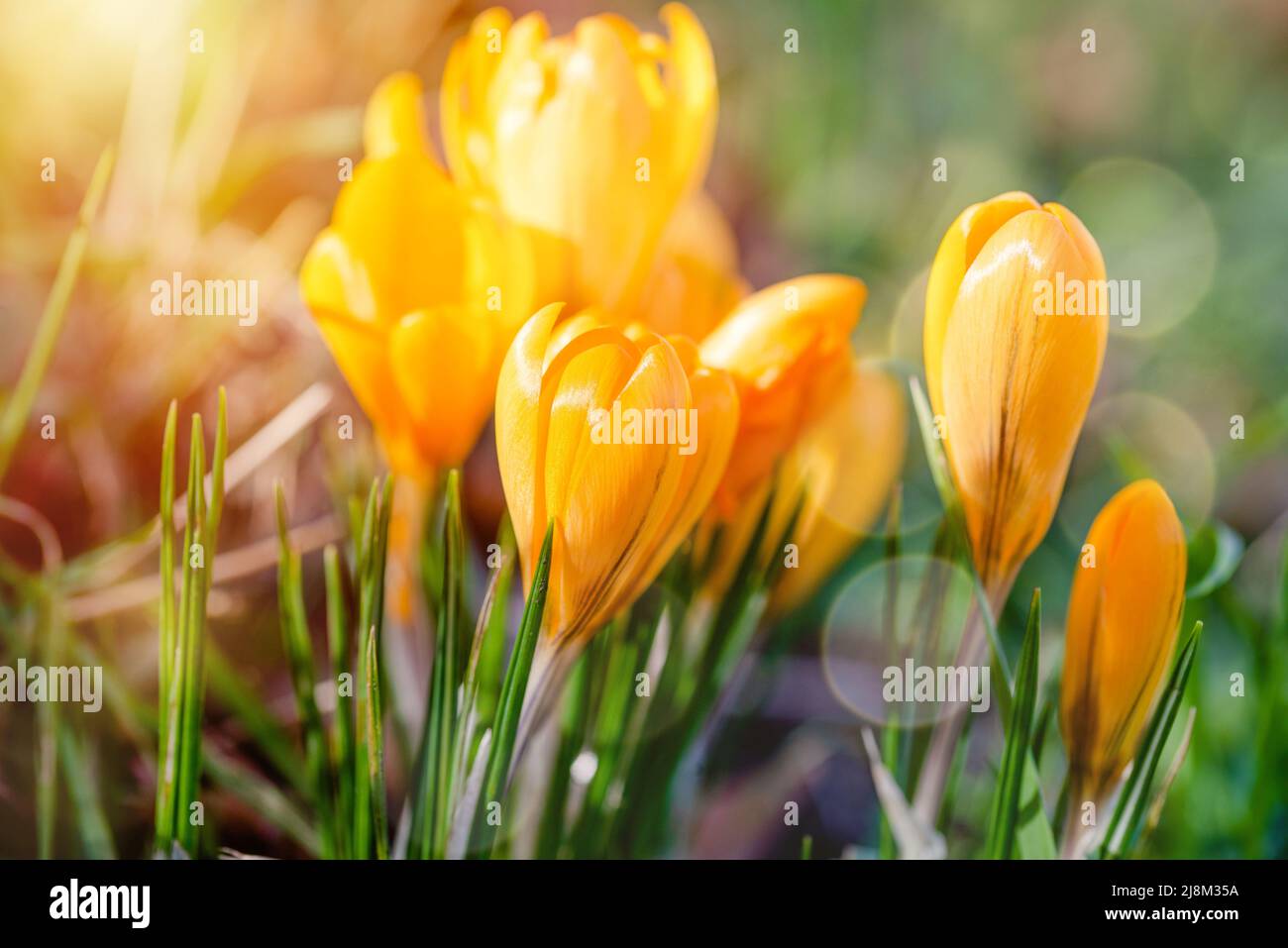 Beautiful yellow crocuses on green grass on the sunny spring day. High ...