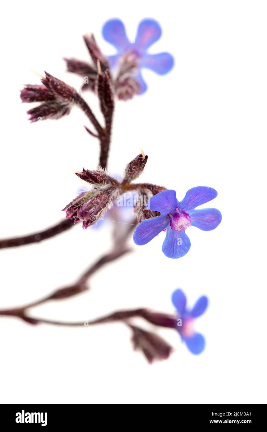 Flora of Gran Canaria - blue flowers of Anchusa azurea, garden anchusa ...