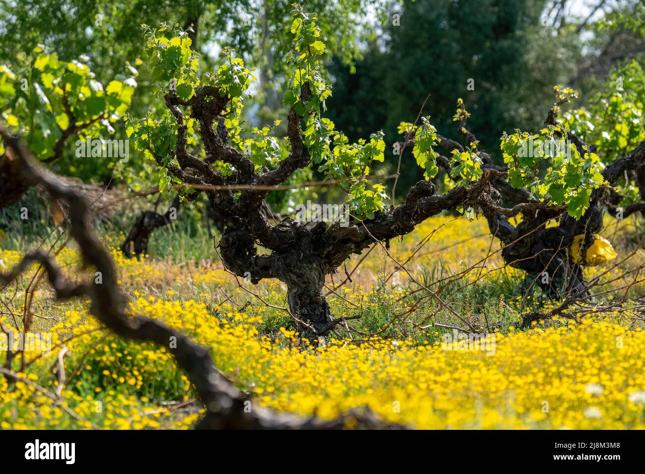 Mustard tree hi-res stock photography and images - Alamy