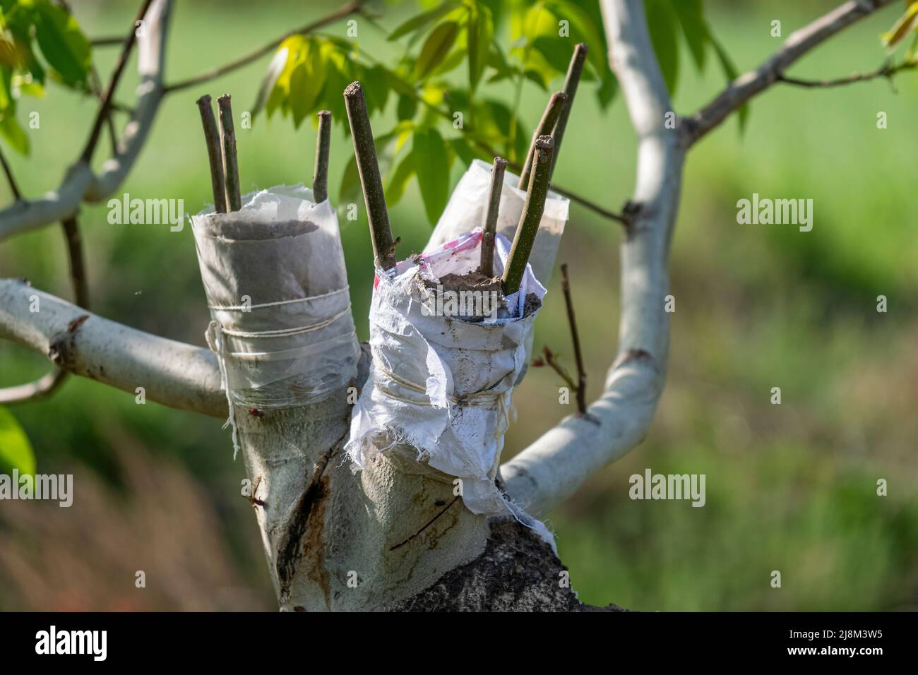 Pruned apple tree hi-res stock photography and images - Alamy