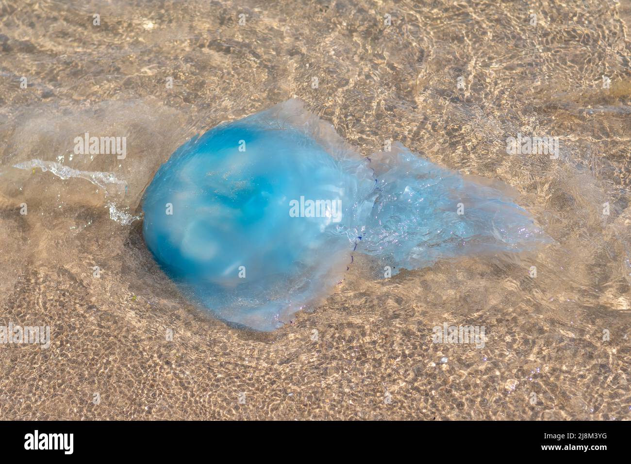 Marine life jellyfish in shallow hi-res stock photography and images ...