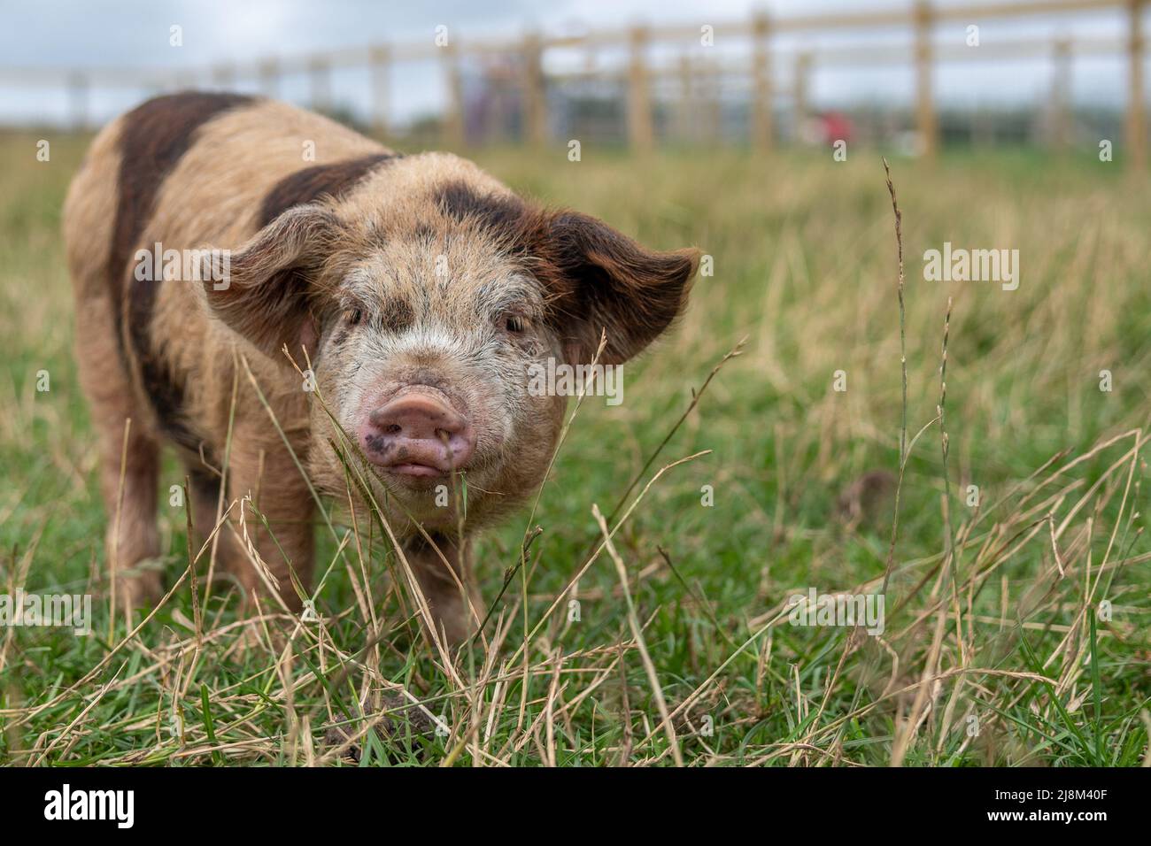 Colourful Pig in a field Stock Photo - Alamy