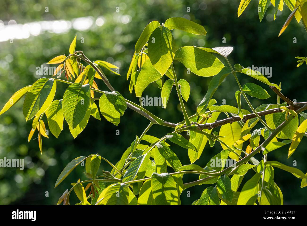 Image of leaves on walnut tree branches Stock Photo - Alamy
