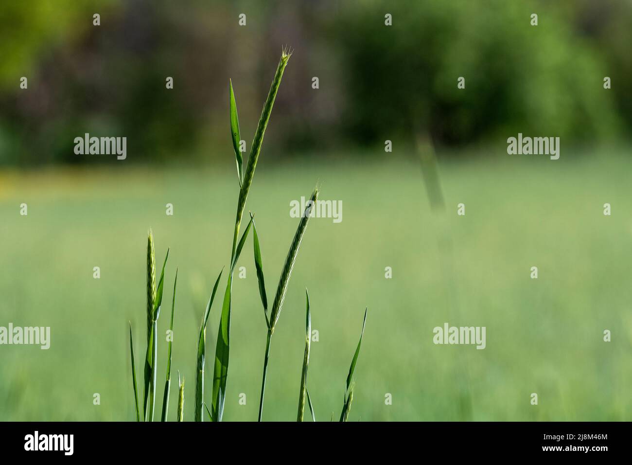 Selective focus shot of green spike seedlings Stock Photo - Alamy