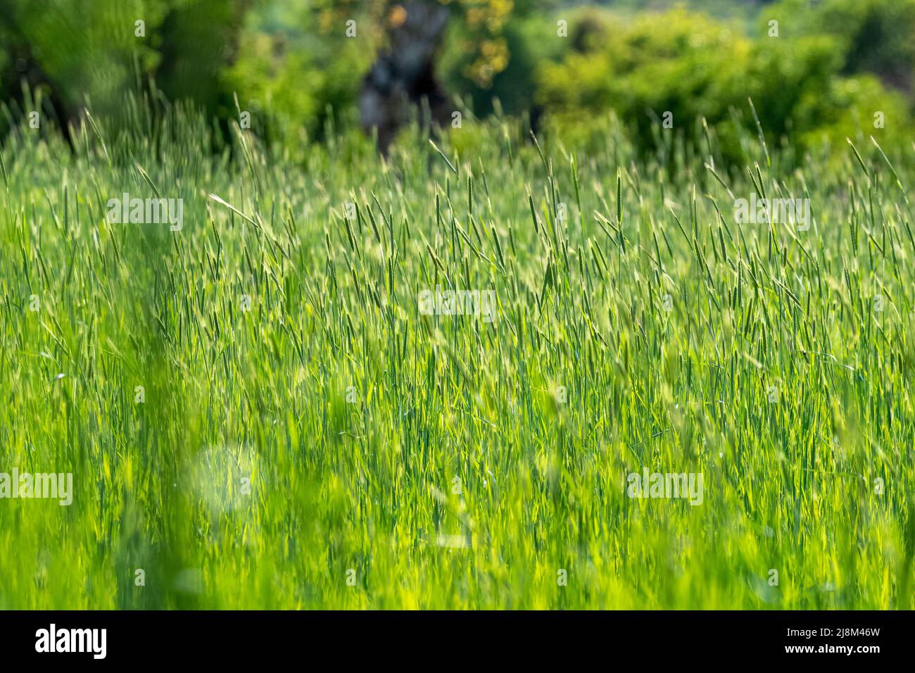 Front view of green spike seedlings Stock Photo - Alamy