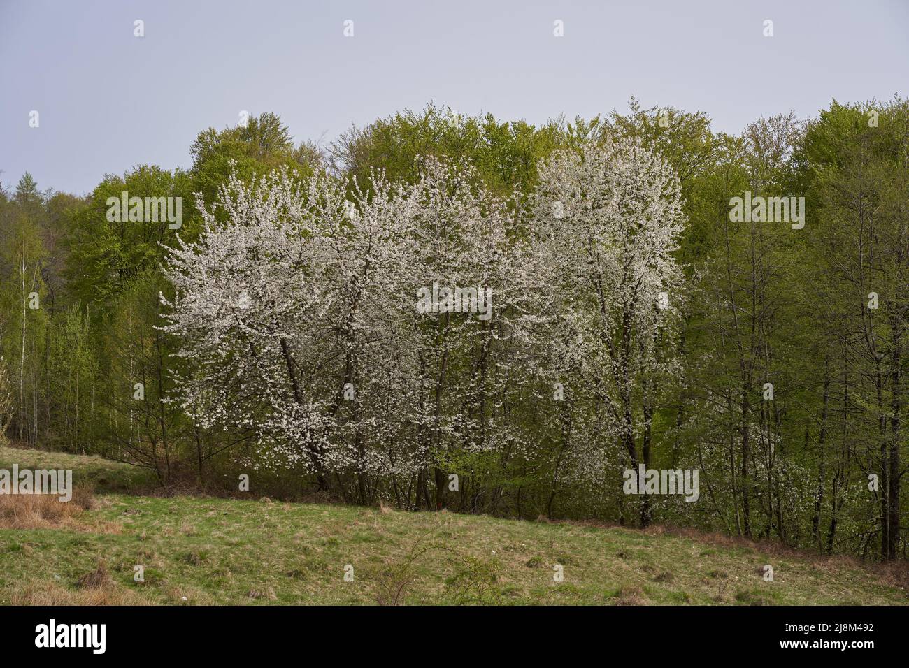 Wild cherry tree in full bloom, with lots of tiny flowers Stock Photo ...