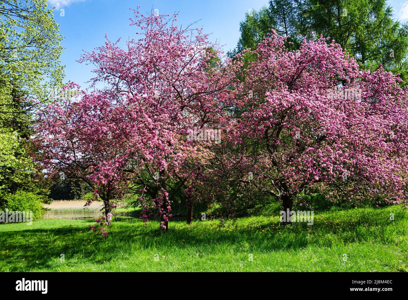 Japanese cherry trees in blossom, orchard Stock Photo - Alamy