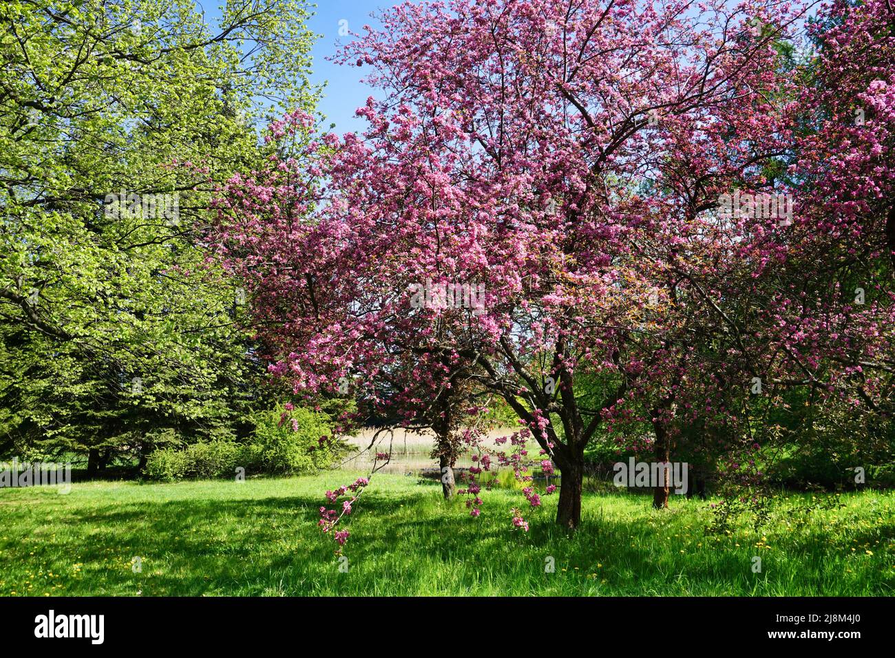 Japanese cherry trees in blossom, orchard Stock Photo - Alamy