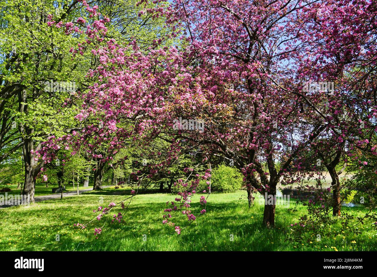 Japanese cherry trees in blossom, orchard Stock Photo - Alamy