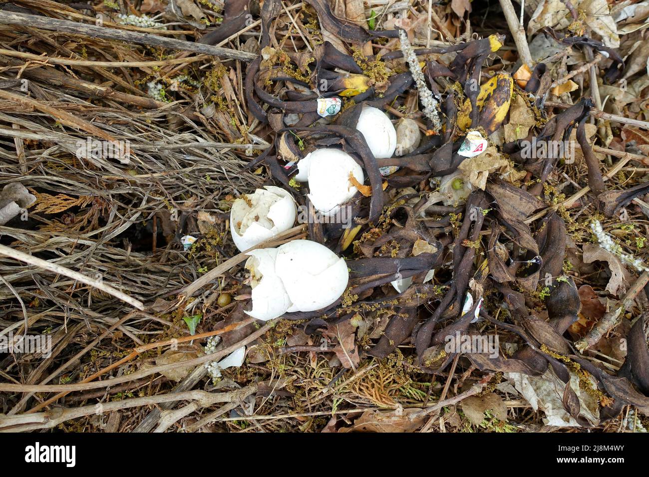 Compost heap in a garden, Germany Stock Photo - Alamy
