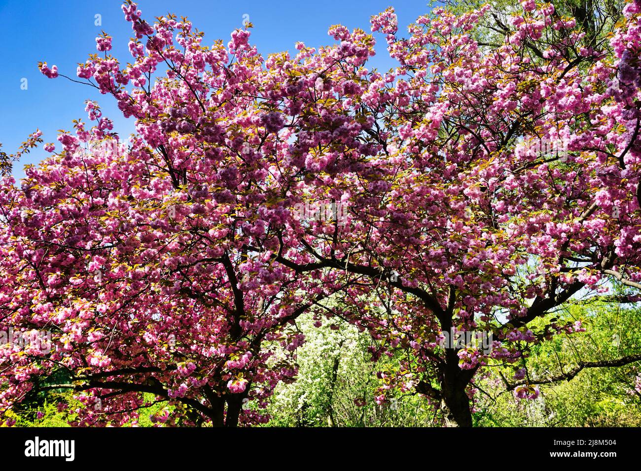 Japanese cherry trees in blossom - pink flowers Stock Photo - Alamy