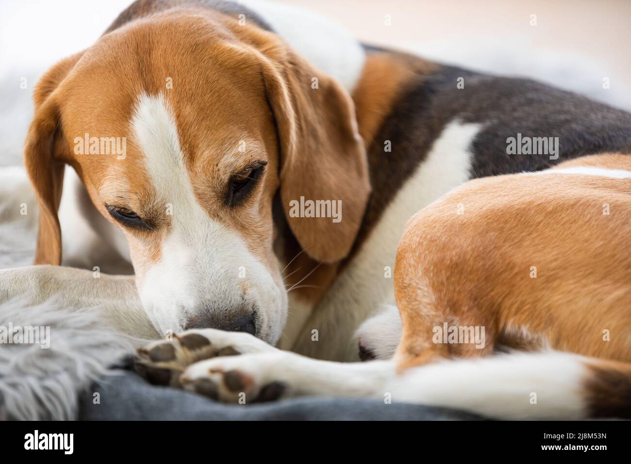 Portrait of Adult male beagle dog sleeping outdoors on sofa Stock Photo ...