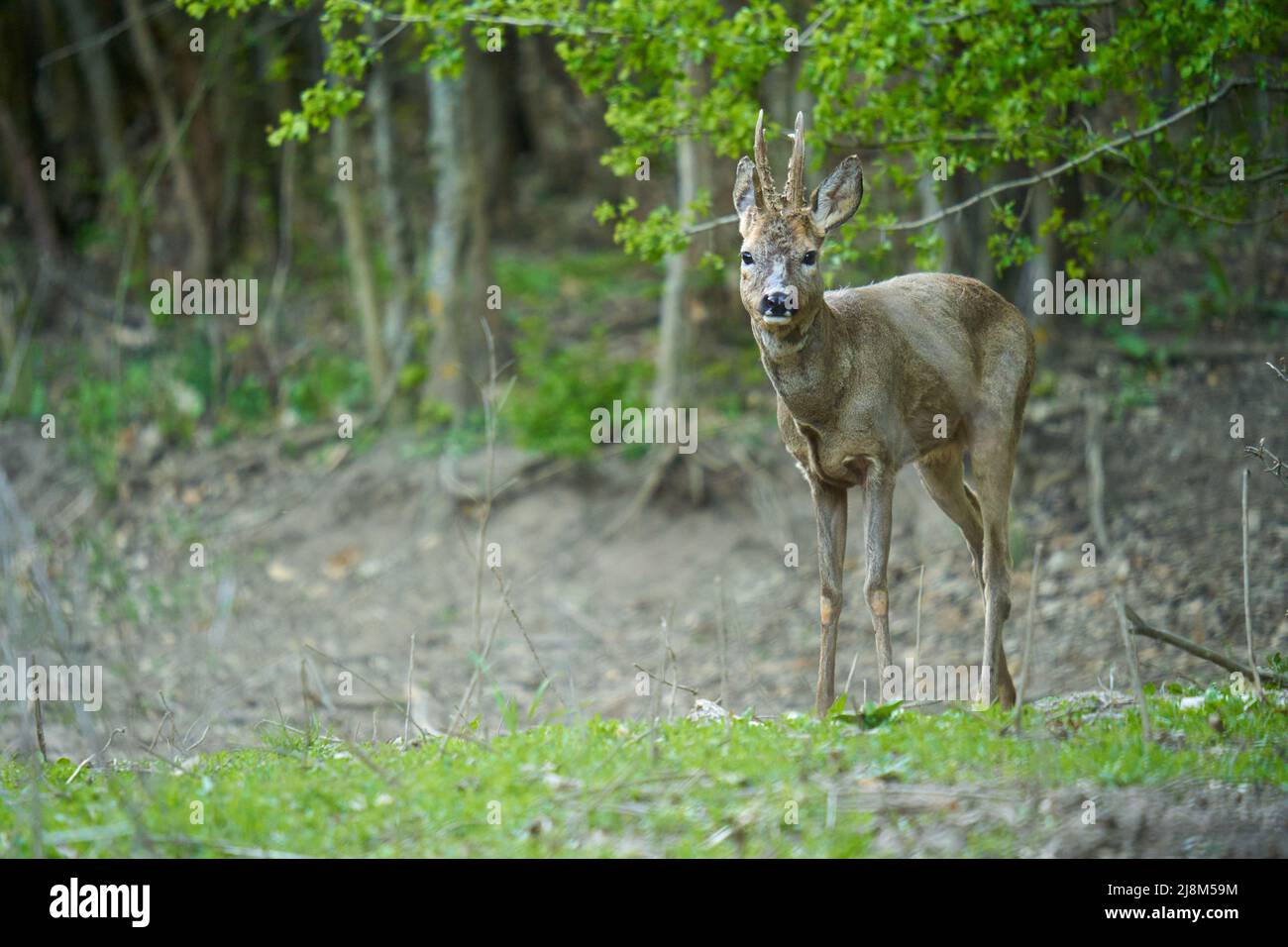 Young roebuck in the changing fur season in the forest Stock Photo - Alamy