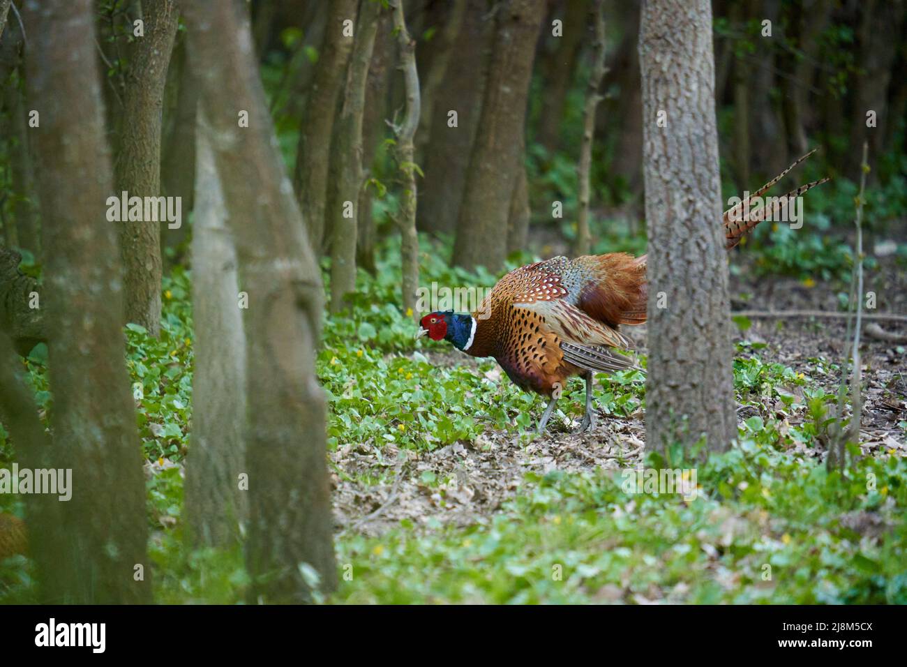Pheasant in the forest with territorial display during mating season ...