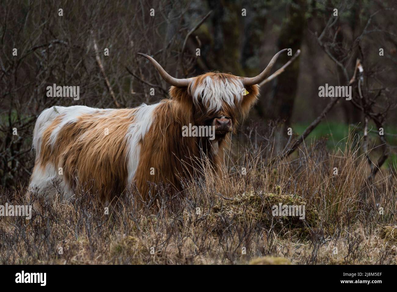 Highland cow (Scottish Gaelic: Bò Ghàidhealach; Scots: Hielan coo ...