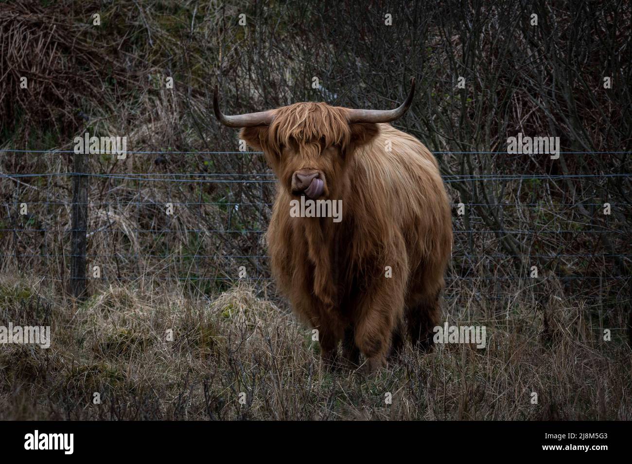 Highland cow (Scottish Gaelic: Bò Ghàidhealach; Scots: Hielan coo ...