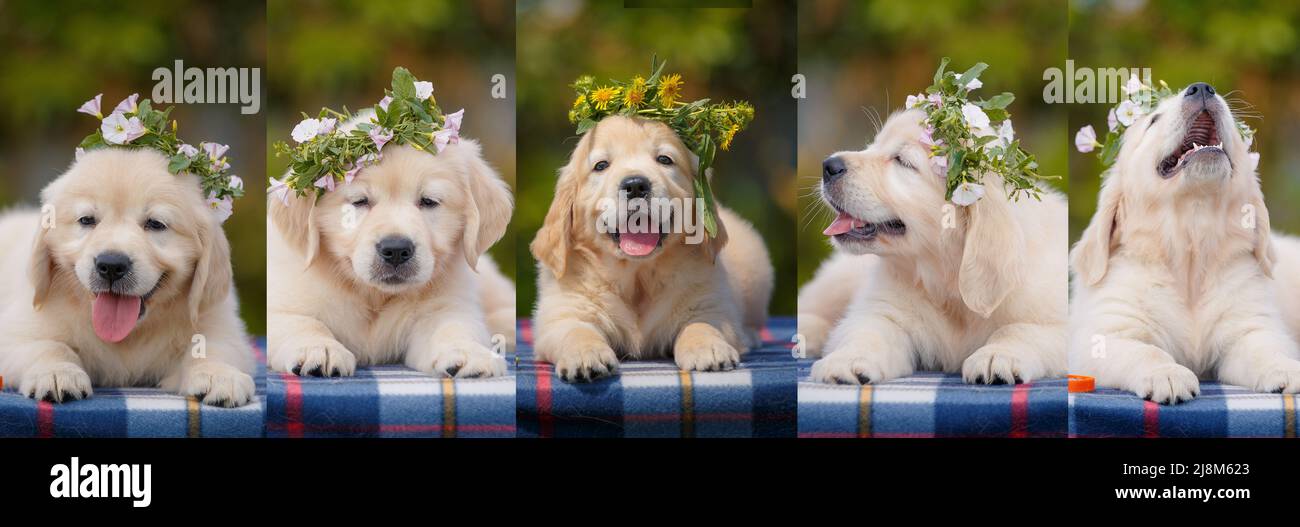 Small positive white labrador puppy posing outdoors with wreath on his ...