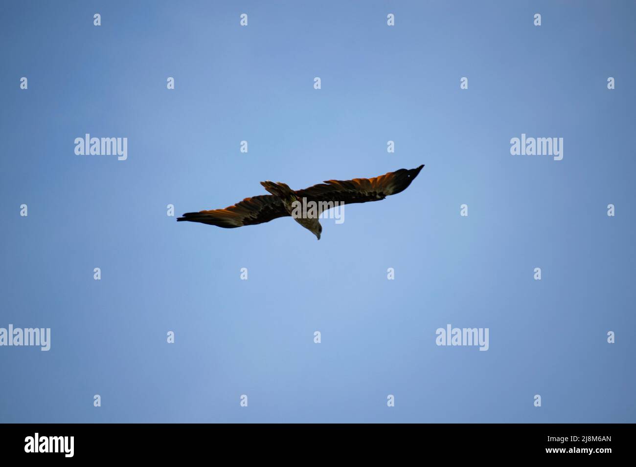 Largest hawk species in the world hi-res stock photography and images ...