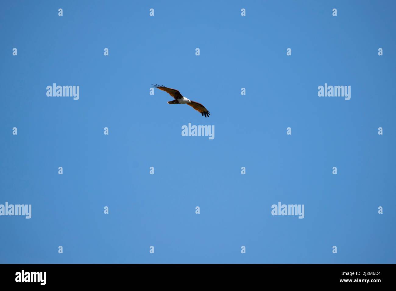 Hawk species hi-res stock photography and images - Alamy