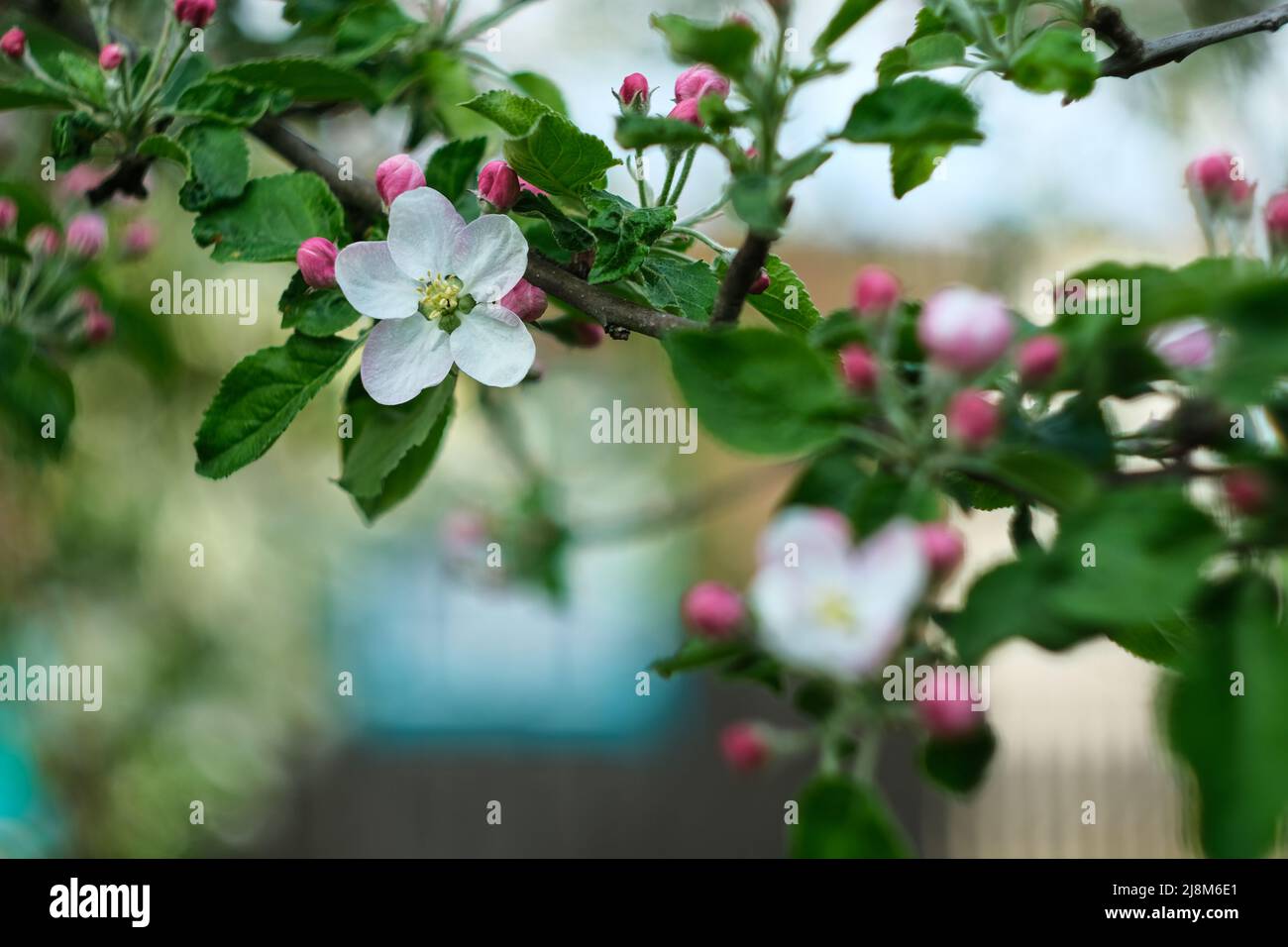 Branch bloom detail hi-res stock photography and images - Alamy