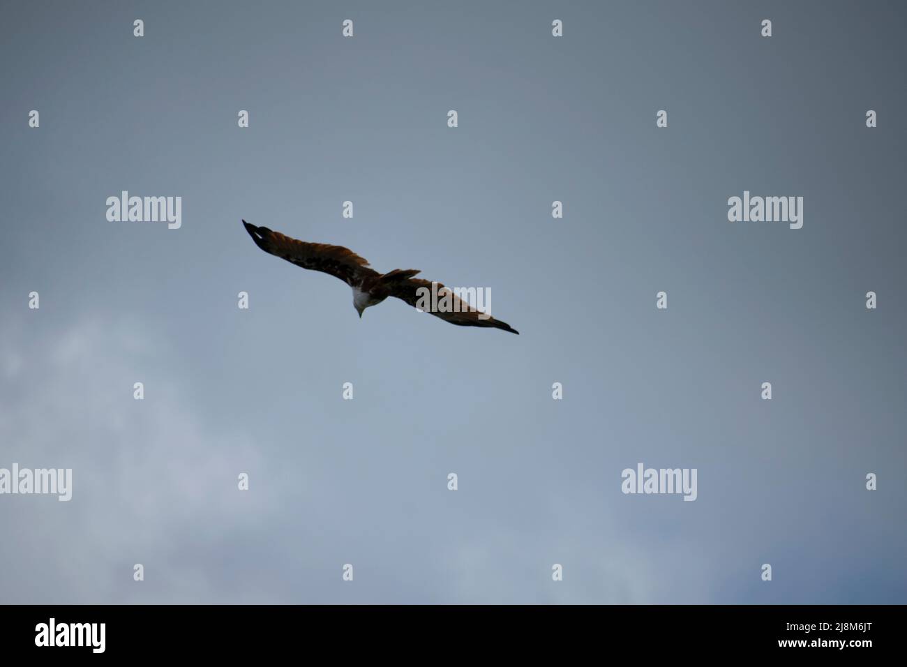 Largest hawk species in the world hi-res stock photography and images ...