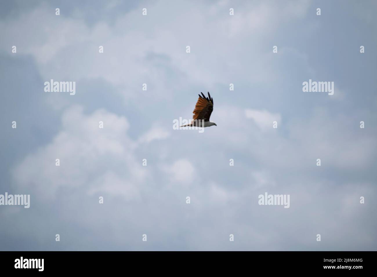 Largest hawk species in the world hi-res stock photography and images ...