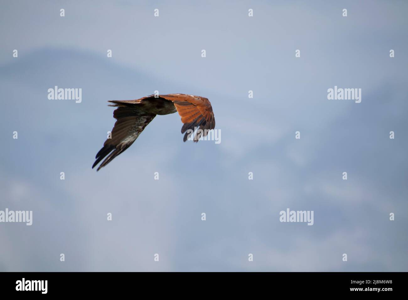 Largest hawk species in the world hi-res stock photography and images ...