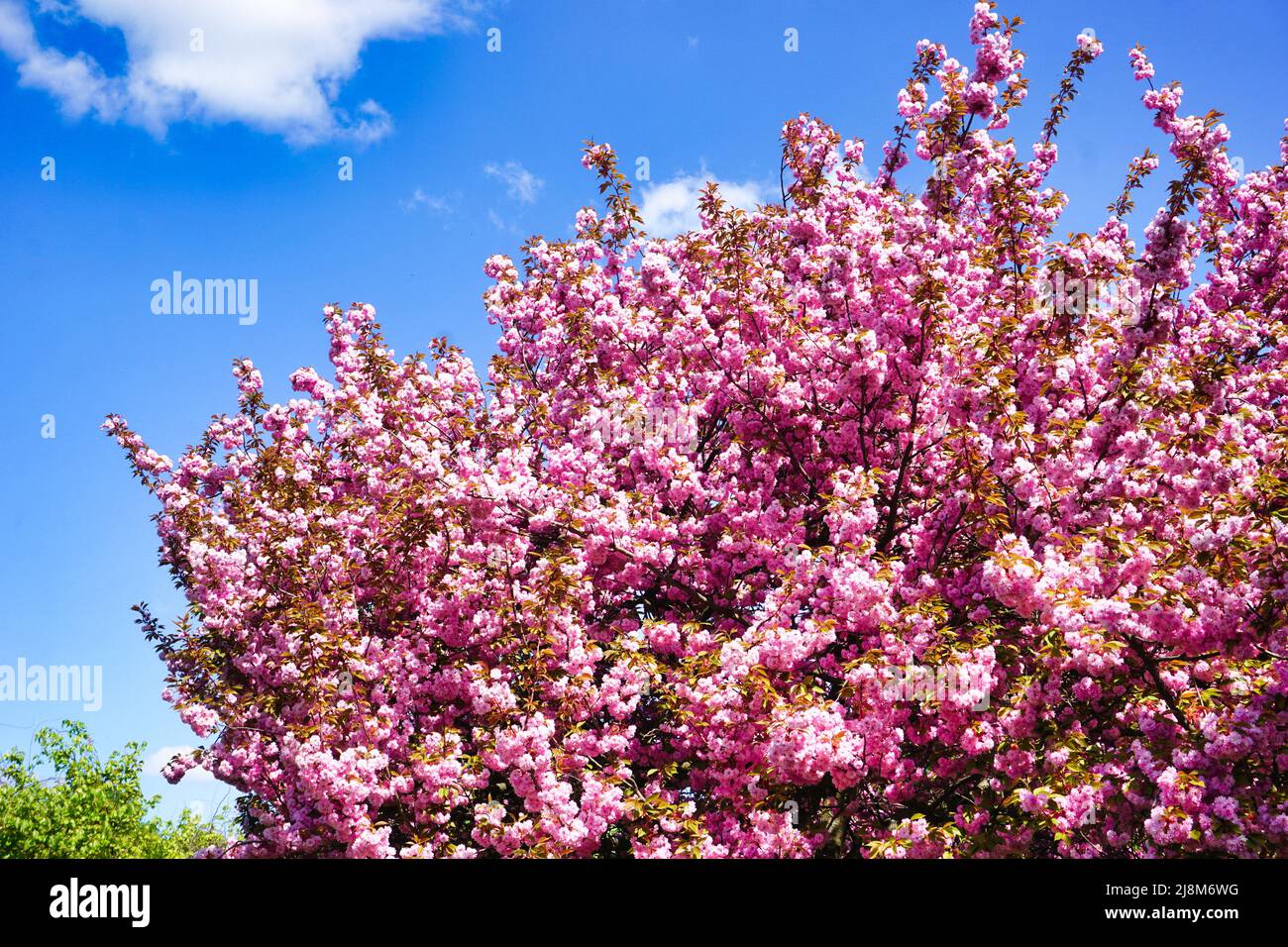 Japanese cherry tree in blossom - close-up on branch Stock Photo - Alamy