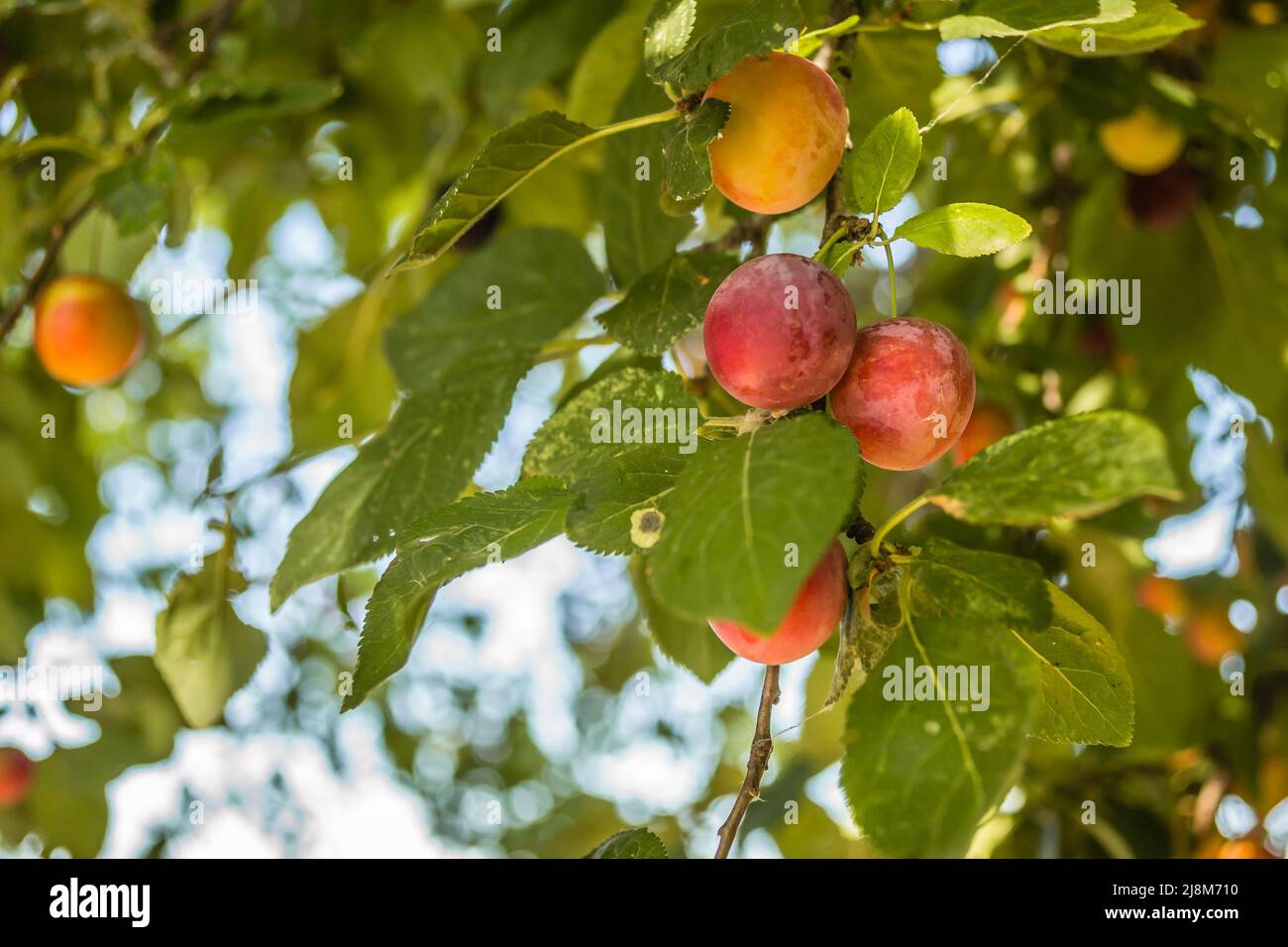 Fruits ripe wild plums in the tree canopy - Fruits of wild plum in the ...